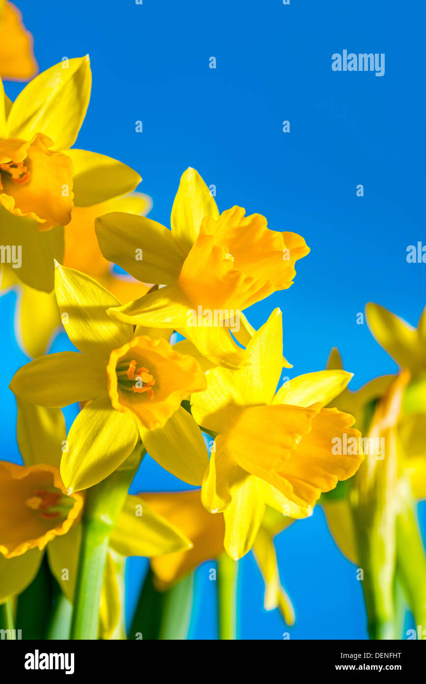 Mini daffodils hi-res stock photography and images - Alamy