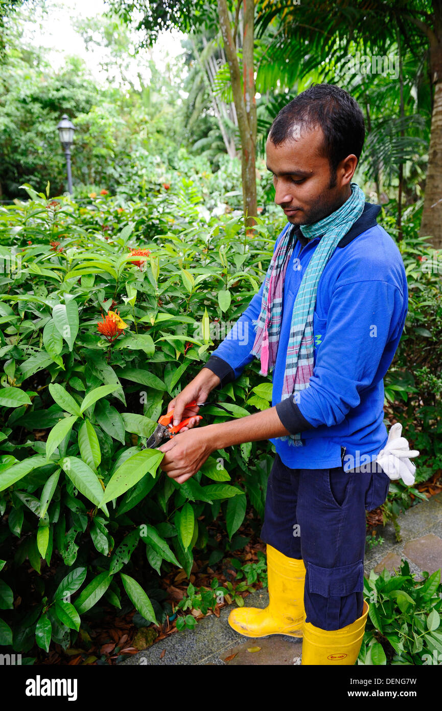 Gardener attending plants at the Botanic gardens in Singapore Stock ...