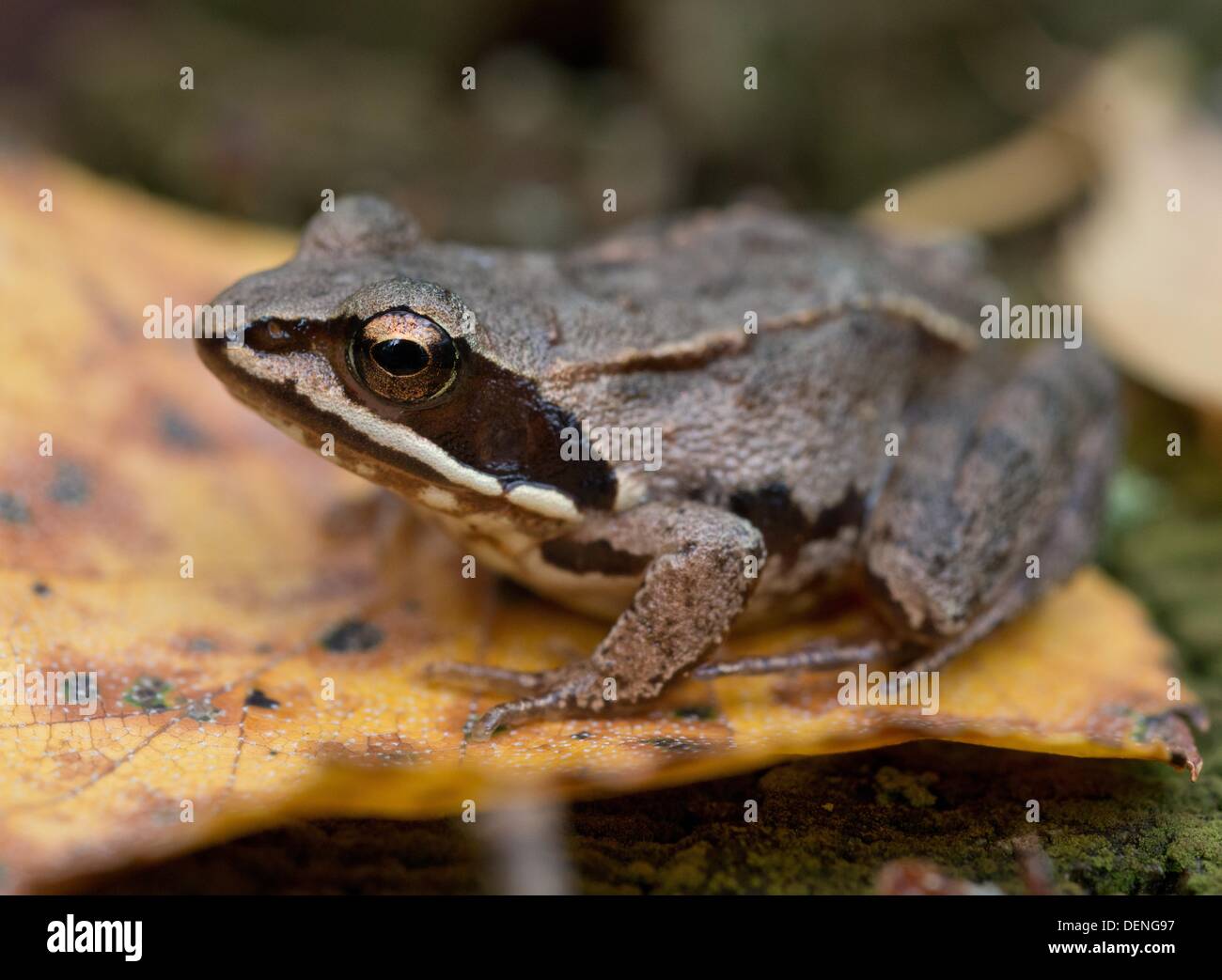 A small frog sits on a withered leave in the city forest of Frankfurt ...