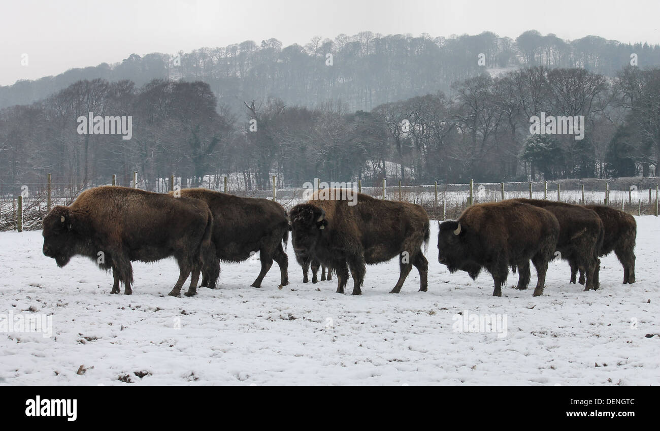 Rhug estate wales hi-res stock photography and images - Alamy