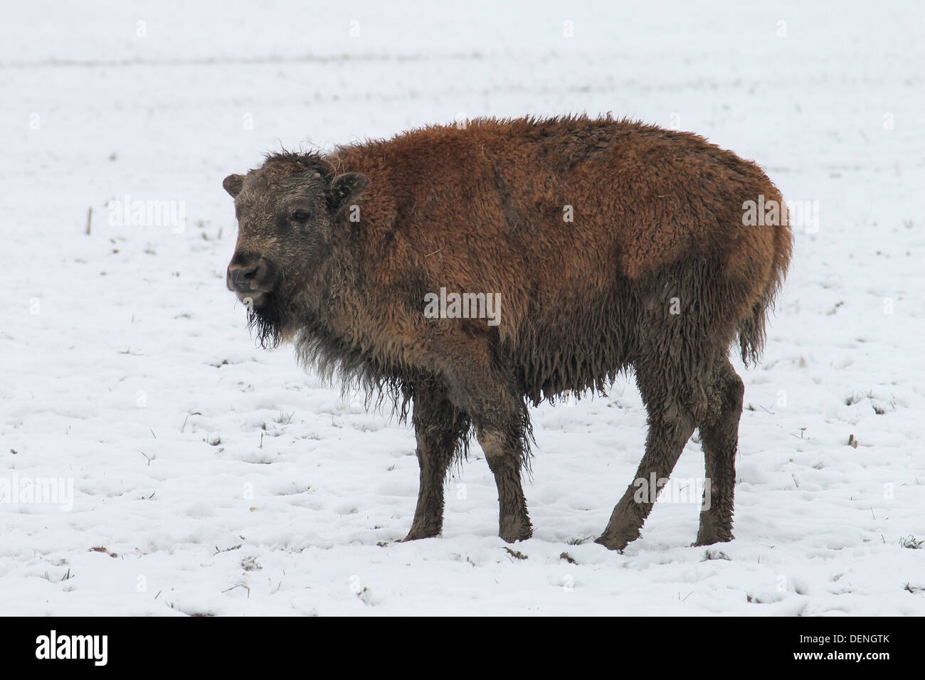 Corwen wales winter hi-res stock photography and images - Alamy