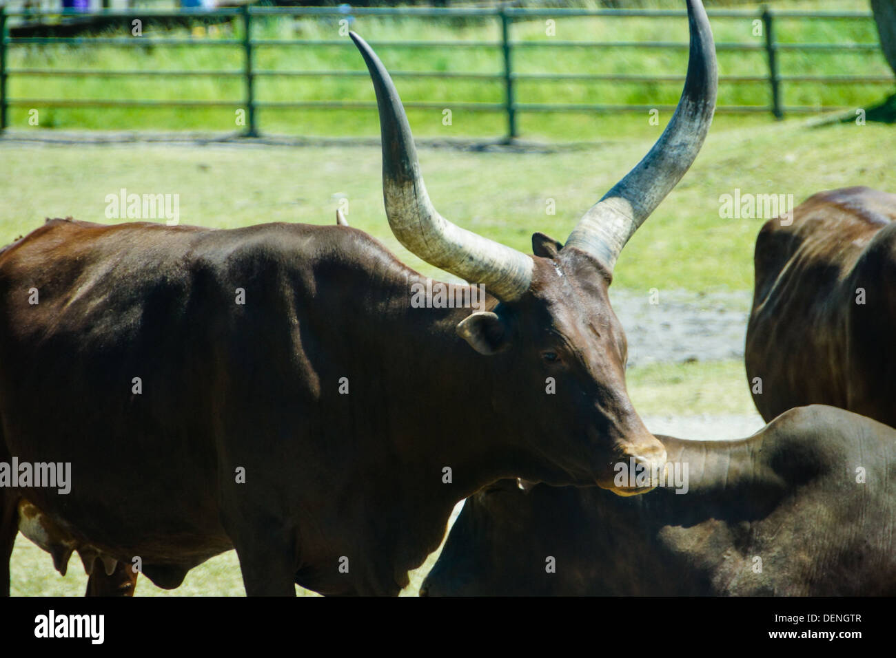 The Ankole-Watusi, also known as Ankole longhorn Stock Photo - Alamy