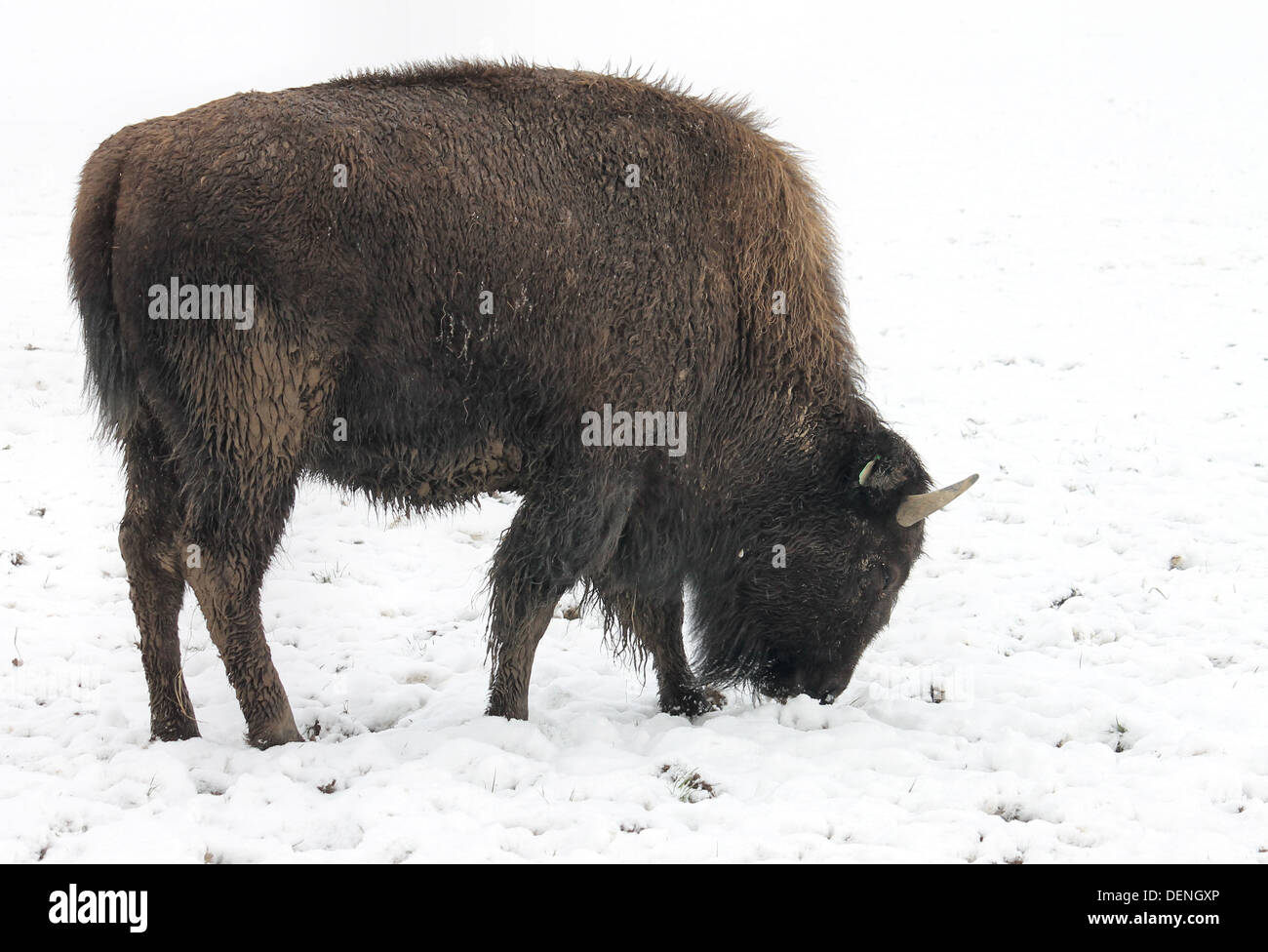 American bison feeding Cut Out Stock Images & Pictures - Alamy