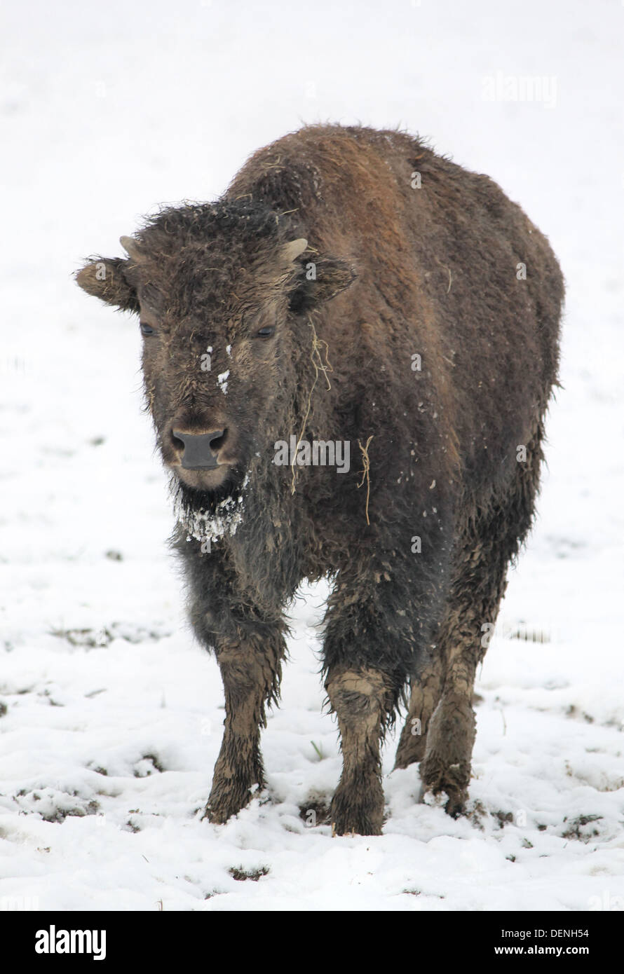 Bison in snow that are bred on the Rhug estate organic farm near Corwen ...