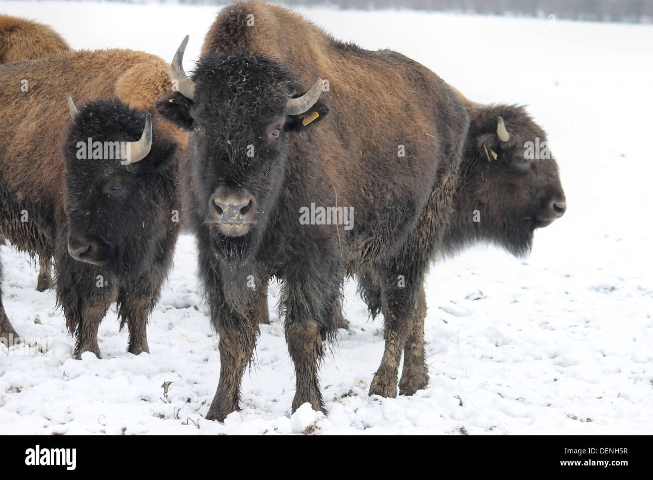 Bison in snow that are bred on the Rhug estate organic farm near Corwen ...