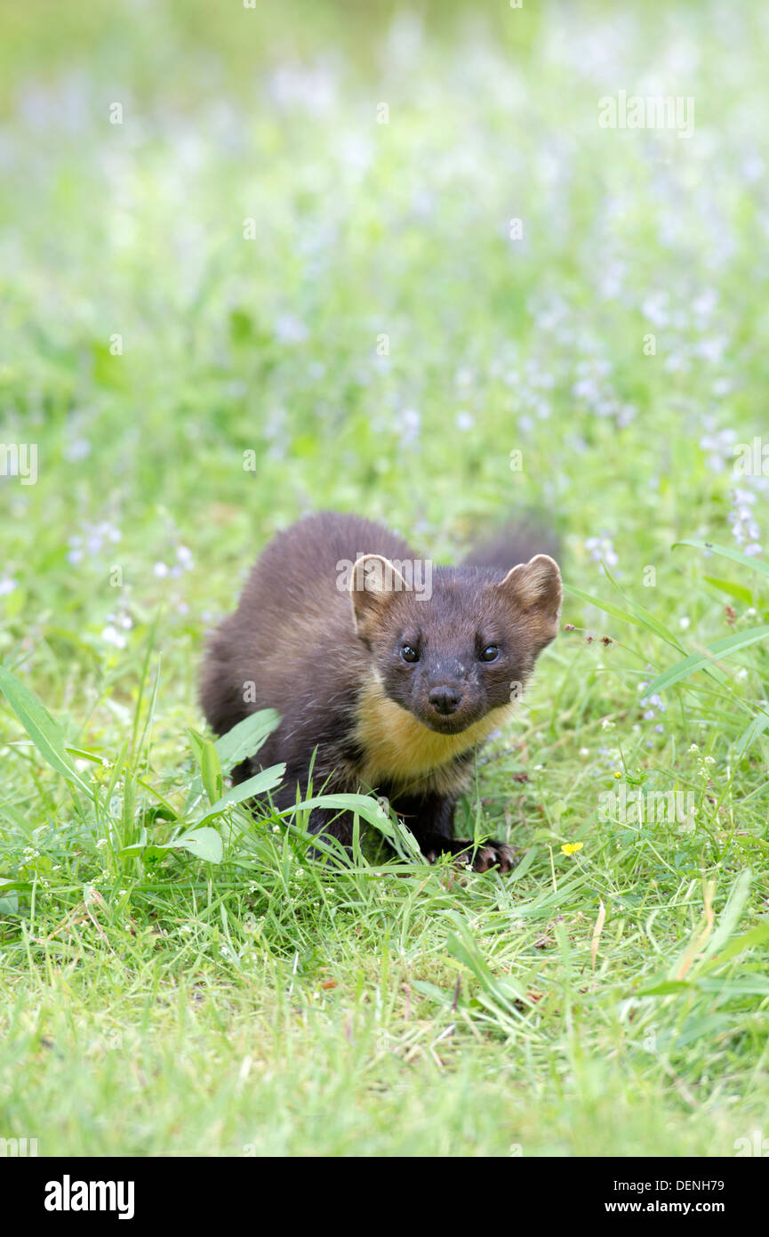 Pine Martin High Resolution Stock Photography and Images - Alamy