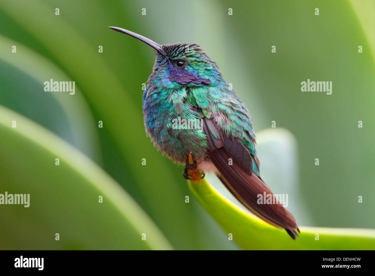 green violetear hummingbird (Colibri thalassinus) adult male perched on ...