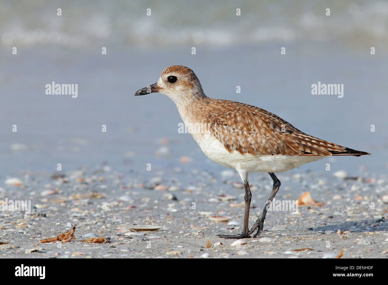 Plover Grey Color