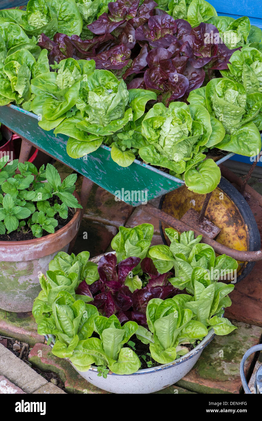 Small garden corner with old wheelbarrow planted with lettuce varieties ...