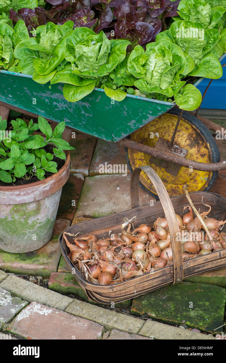 Small garden corner with old wheelbarrow planted with lettuce varieties ...