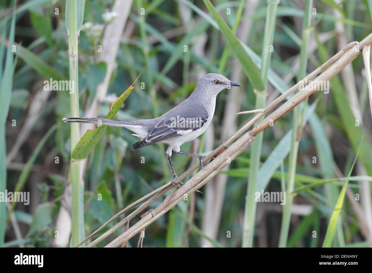 South florida songbird in tree hi-res stock photography and images - Alamy