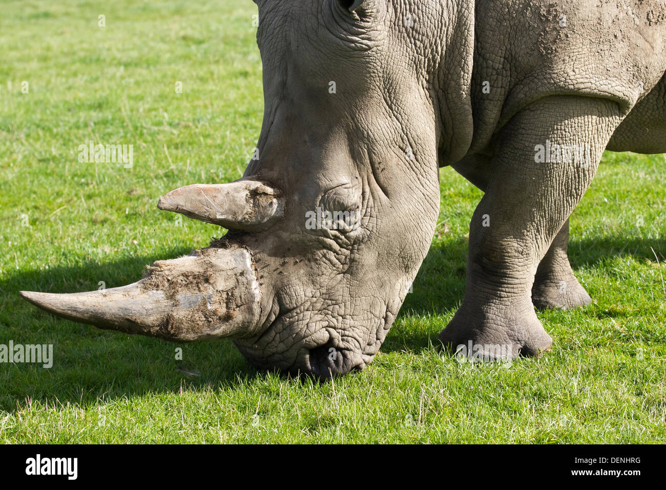 Raise awareness poaching crisis hi-res stock photography and images - Alamy