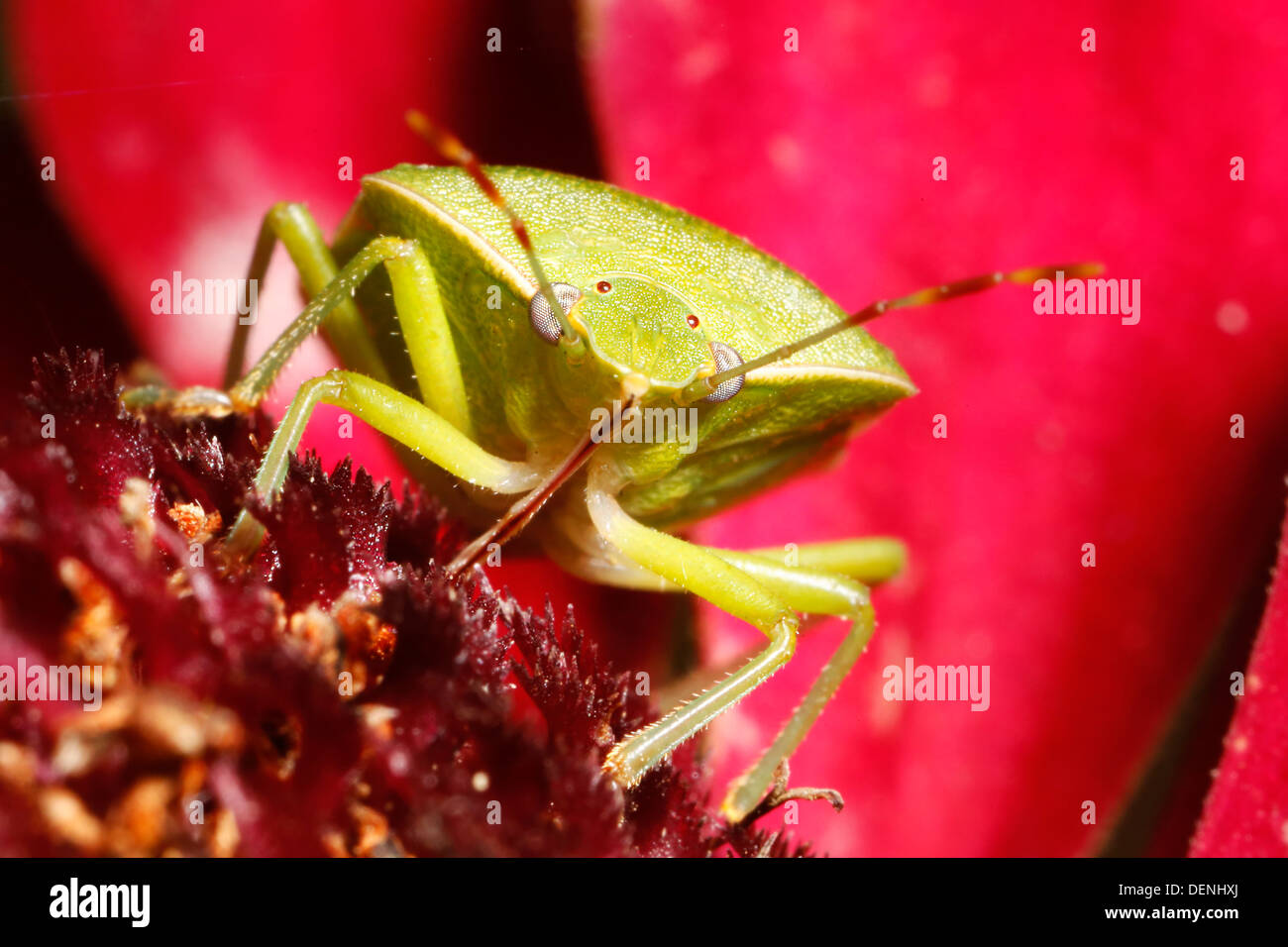 green bug on flower a summer background Stock Photo - Alamy
