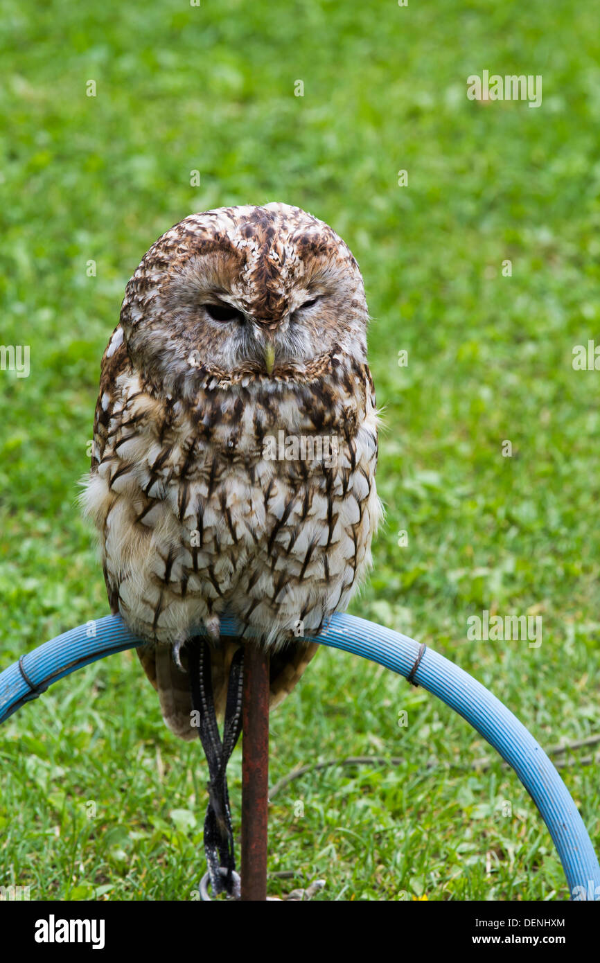 Bird and prey hi-res stock photography and images - Alamy