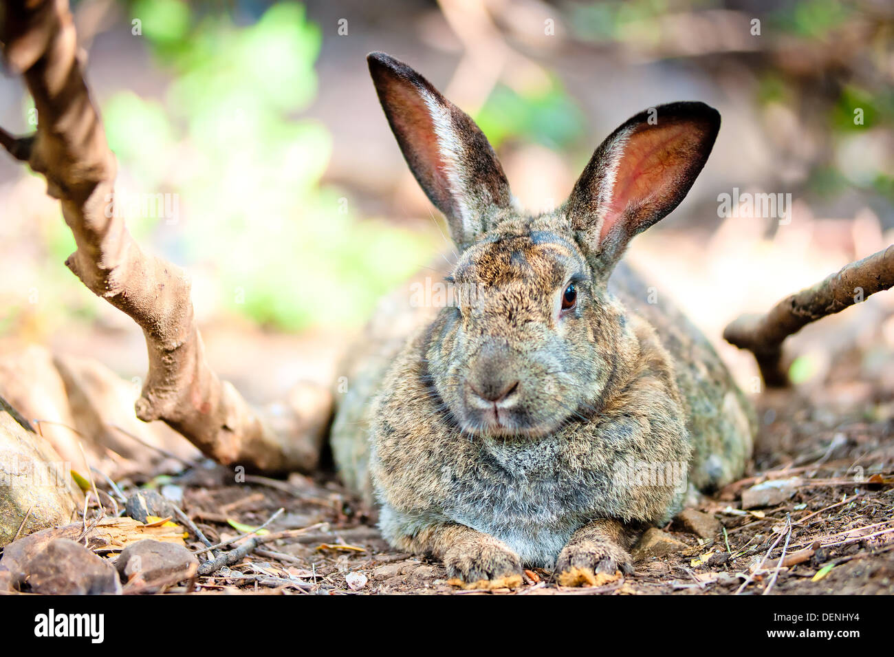 fat gray rabbit is resting on the ground in the shade of trees Stock ...