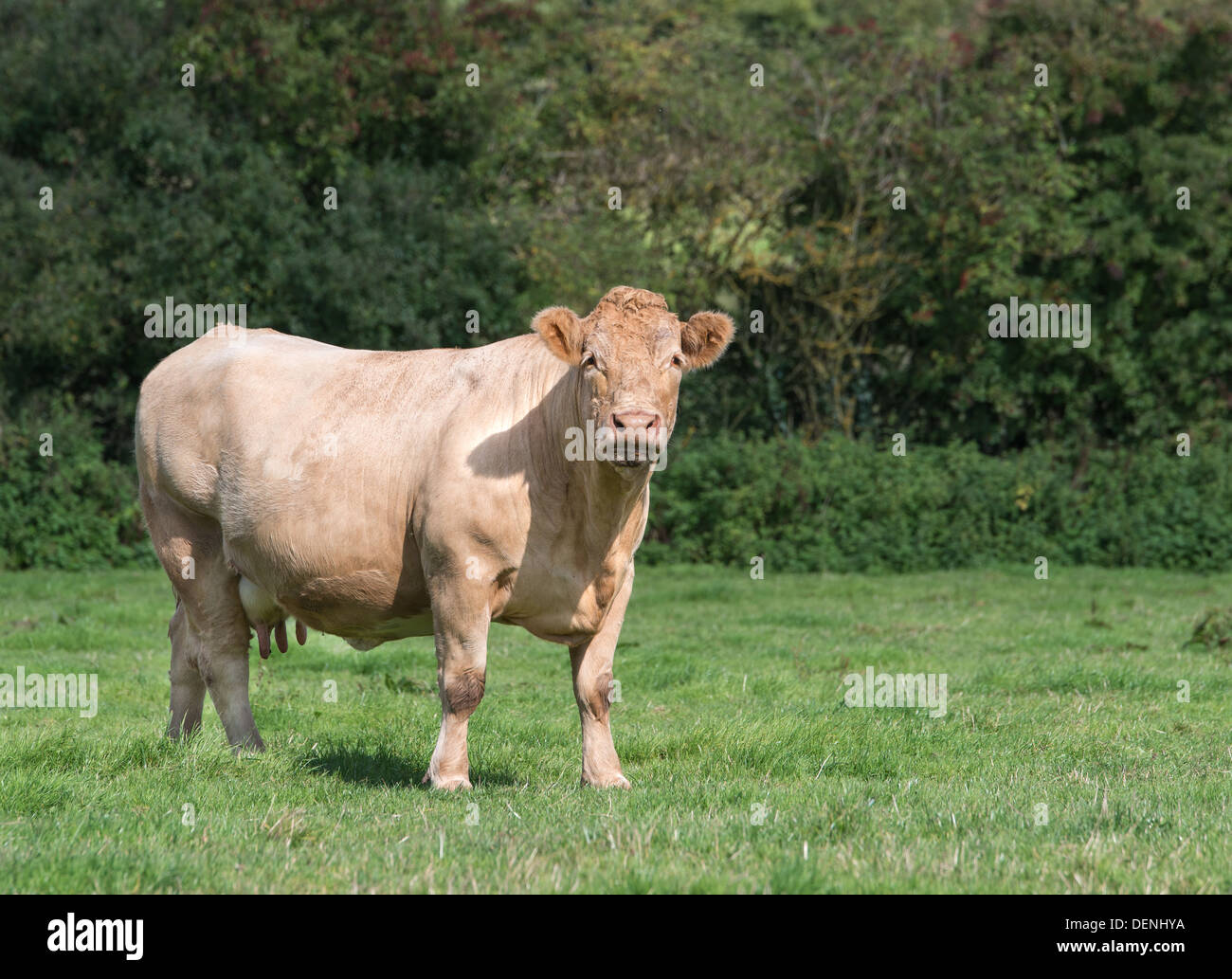 Charolais Beef Cow High Resolution Stock Photography and Images - Alamy
