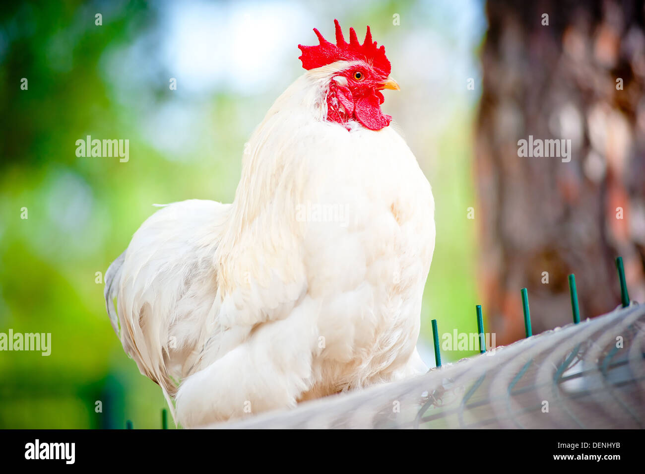 White rooster hi-res stock photography and images - Alamy