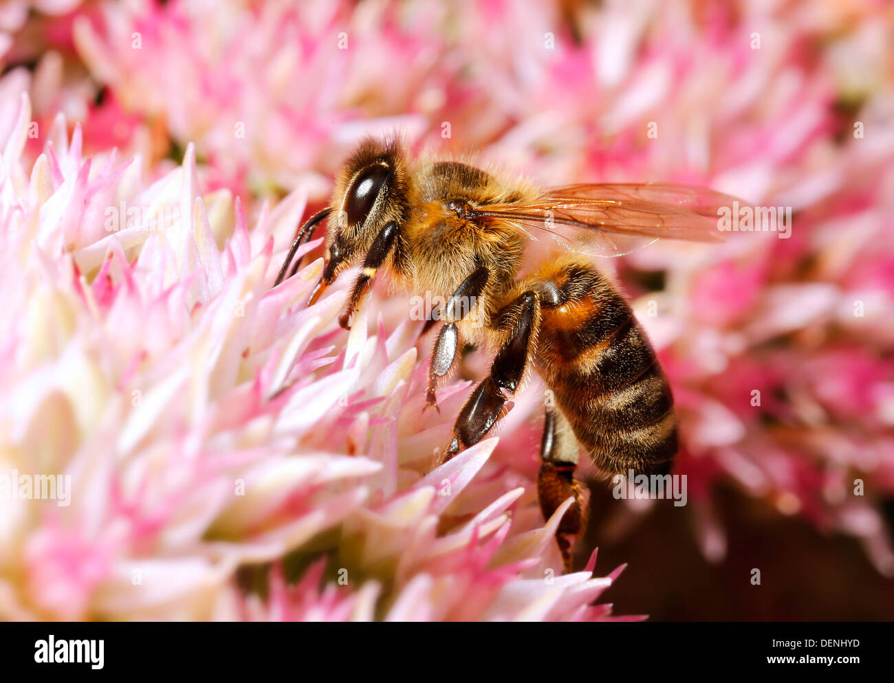 Honey bee on flower a macro background Stock Photo - Alamy
