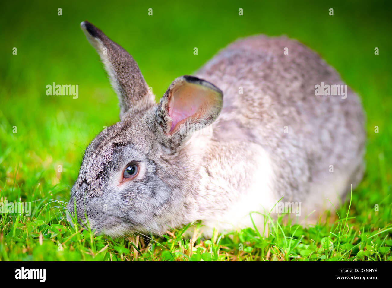 Jackrabbit eating hi-res stock photography and images - Alamy