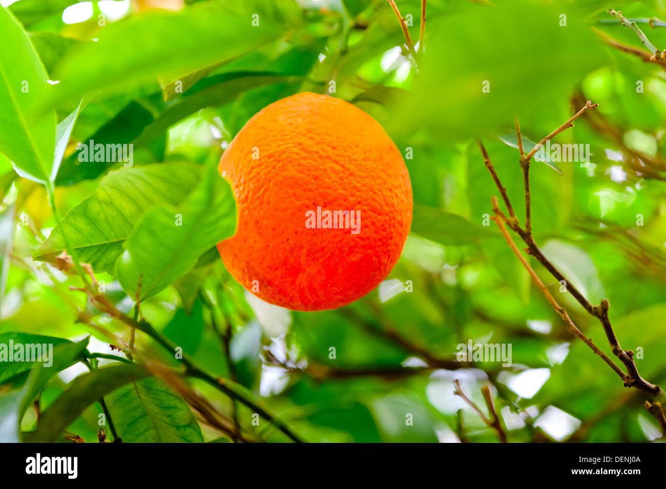 Oranges hanging in tree hi-res stock photography and images - Alamy