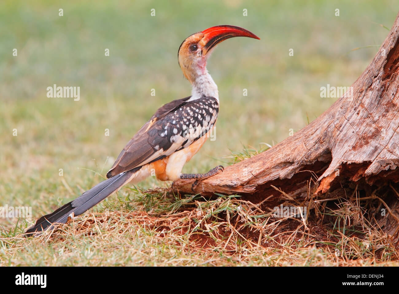 red-billed hornbill (Tockus erythrorhynchus) adult standing on the ...