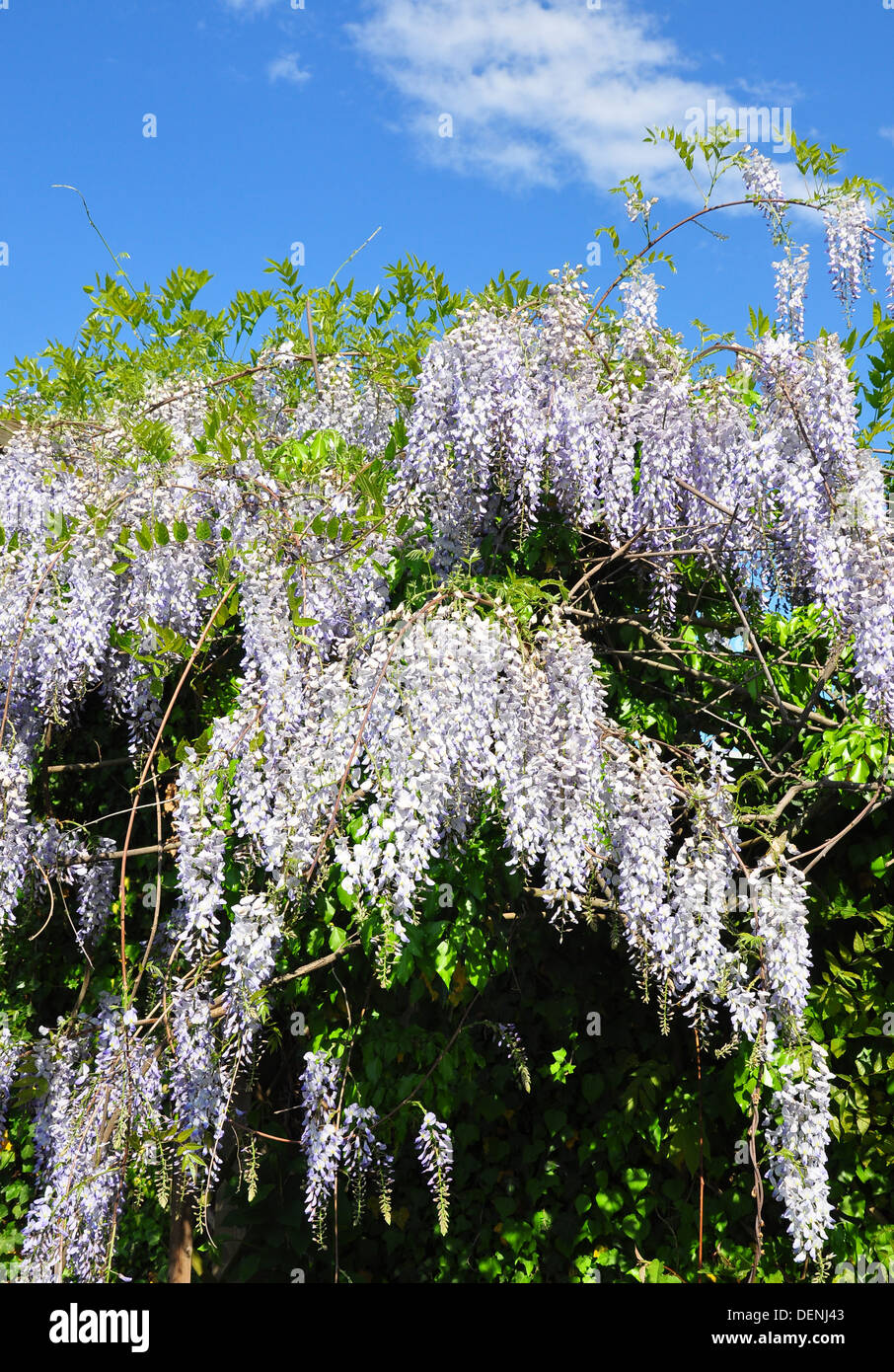 Chinese wisteria (Wisteria sinensis Stock Photo - Alamy