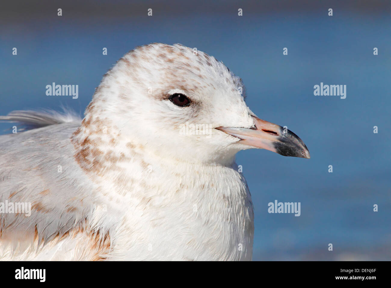 ring-billed gull (Larus delawarensis) juvenile head and neck profile ...
