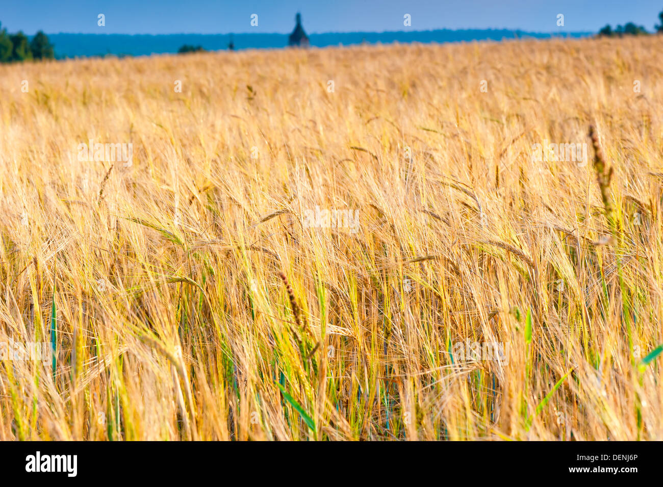 Ripe corn field ready harvesting hi-res stock photography and images ...