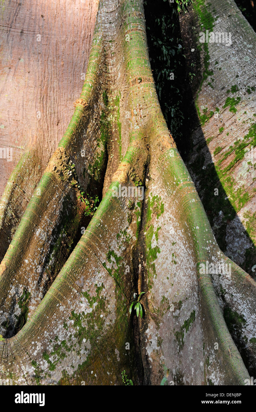 Buttress roots (Singapore Botanic Gardens Stock Photo - Alamy