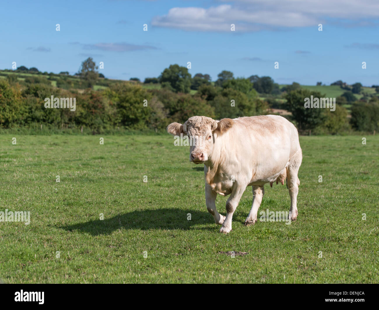 Charolais beef hi-res stock photography and images - Alamy