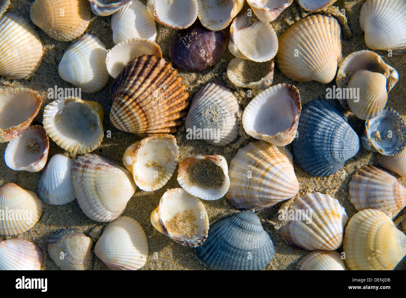 Mollusk shells hi-res stock photography and images - Alamy