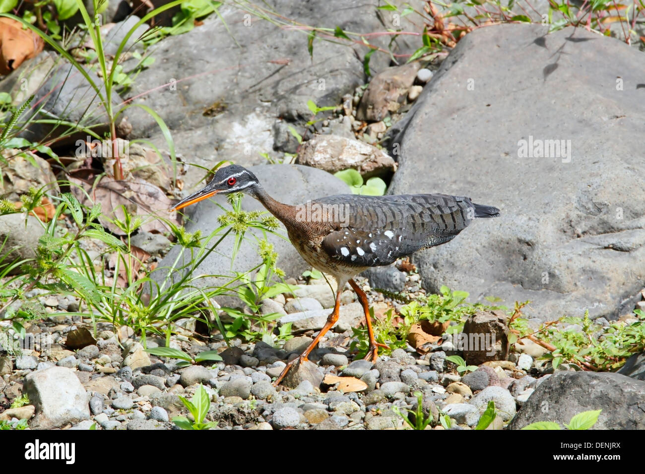 sunbittern (Eurypyga helias) adult walking along stream in Costa Rica ...