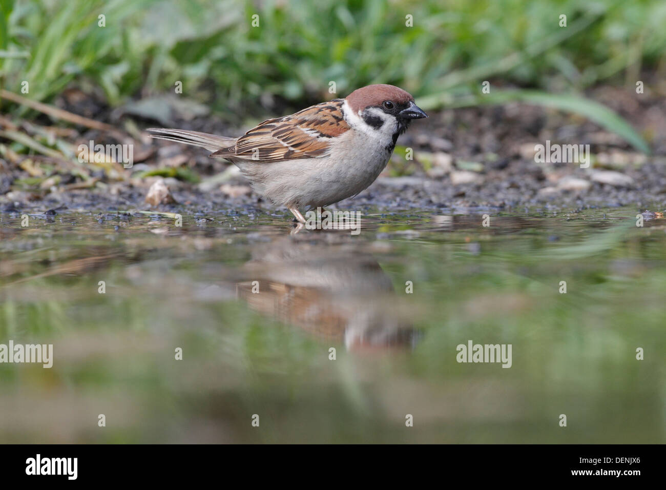 Eurasian tree sparrow (Passer montanus) adult bathing in water ...