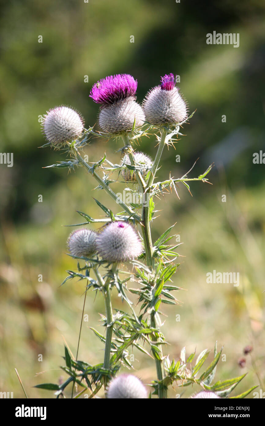 Alpine thistle hi-res stock photography and images - Alamy