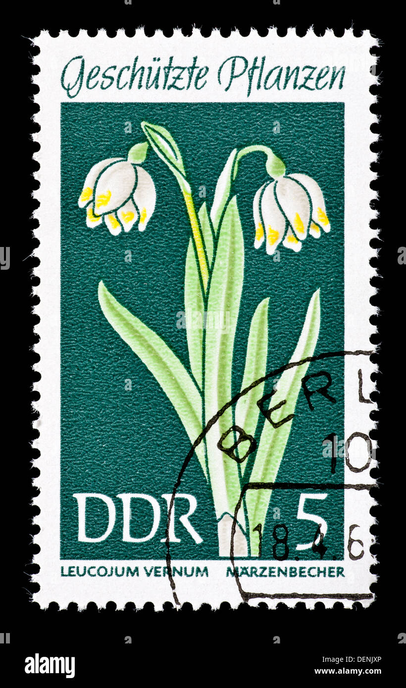 Postage stamp from East Germany (DDR) depicting Spring Snowflake ...