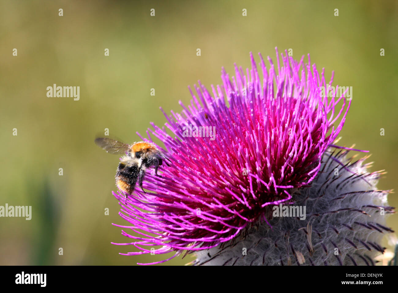 Single flowering thistle hi-res stock photography and images - Alamy