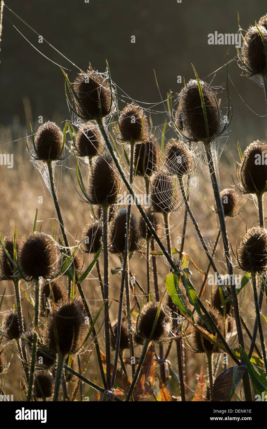 Cobwebs hi-res stock photography and images - Alamy