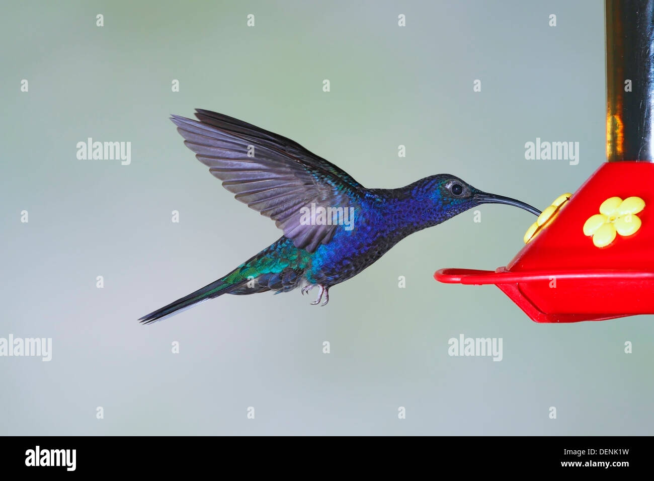 violet sabrewing Hummingbird (Campylopterus hemileucurus) adult male ...