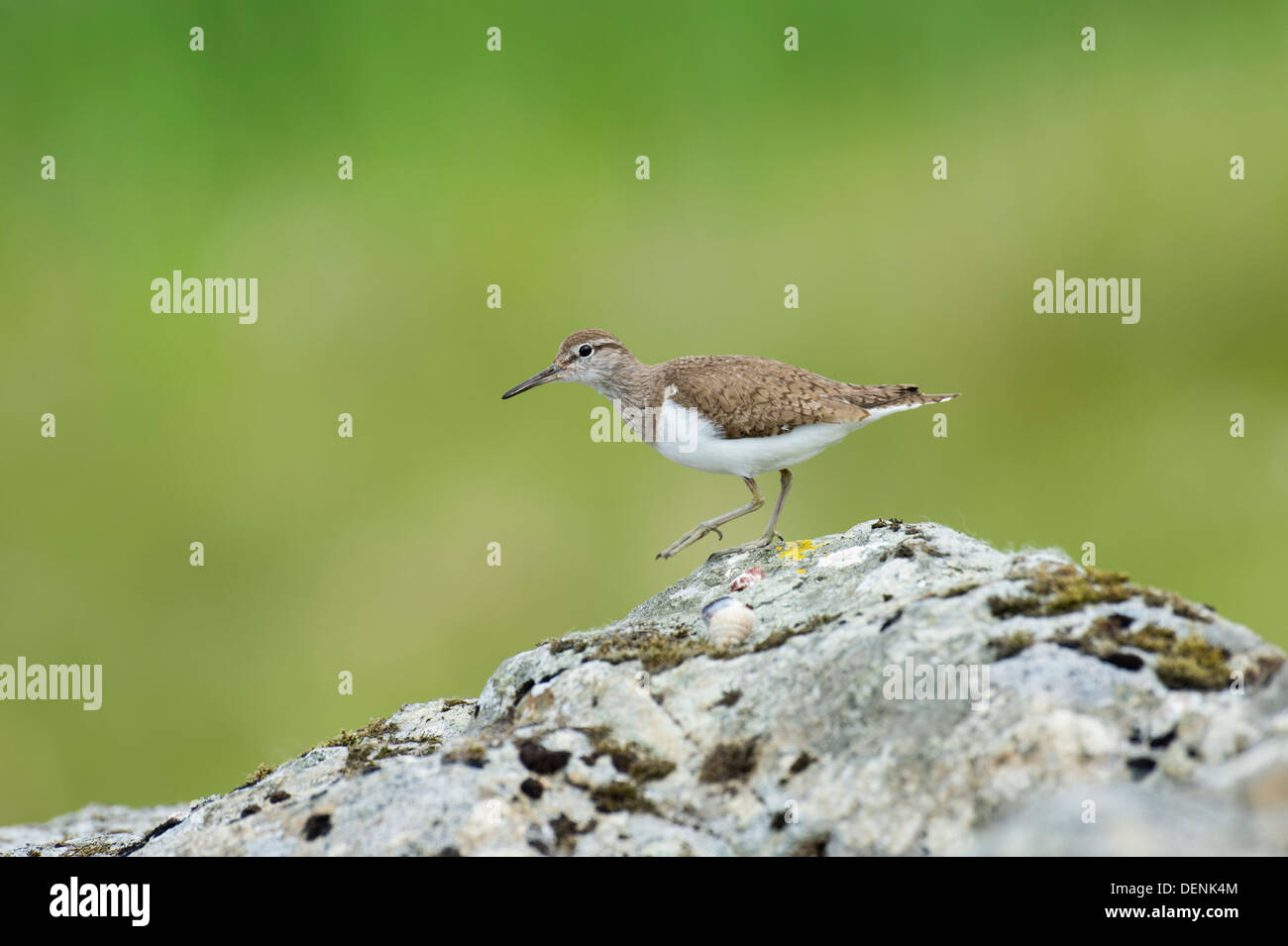Common sandpiper (Tringa hypoleucos) - UK Stock Photo - Alamy