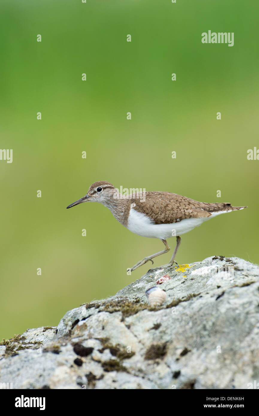 Common sandpiper uk hi-res stock photography and images - Alamy