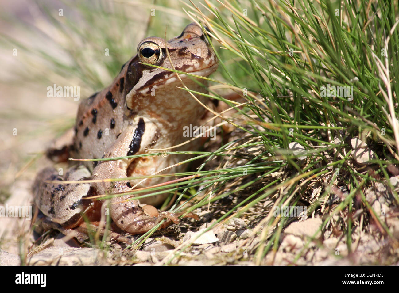 Frog on side of track Stock Photo - Alamy