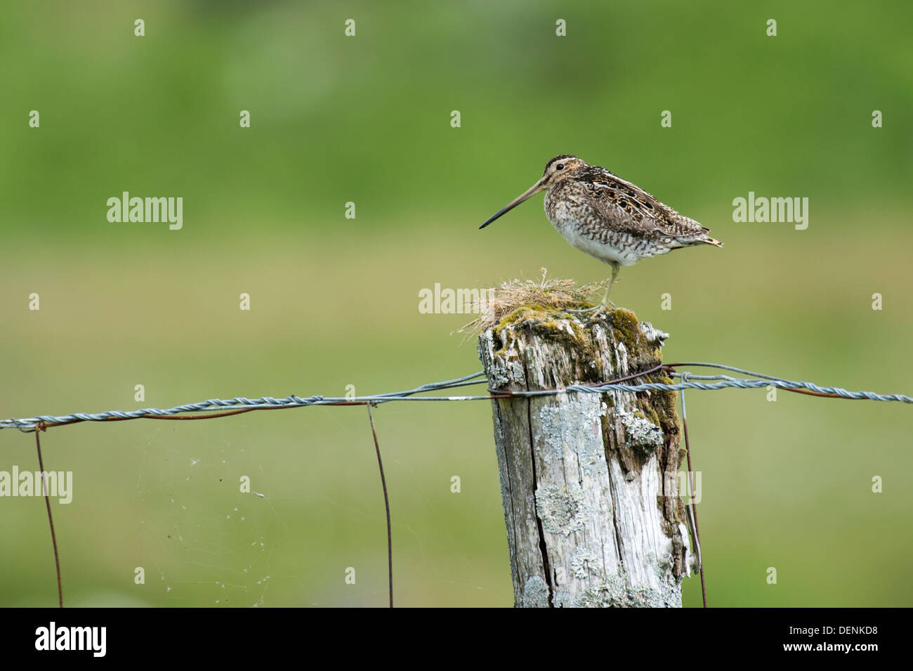 Snipe uk hi-res stock photography and images - Alamy