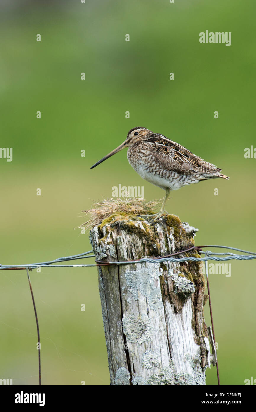 Common snipe (Gallinago gallinago) - UK Stock Photo - Alamy