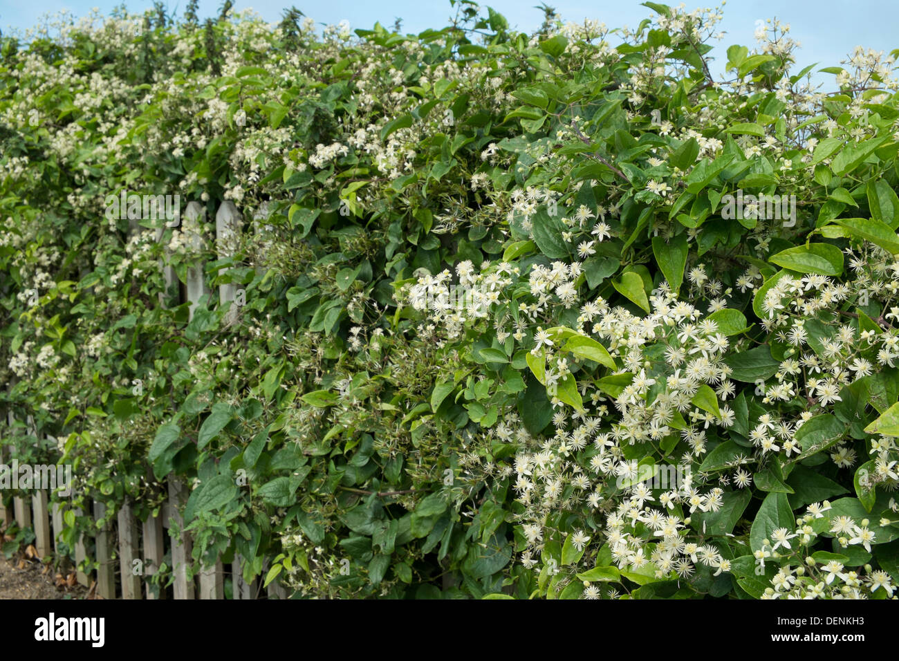Wild clematis, clematis vitalba Stock Photo - Alamy