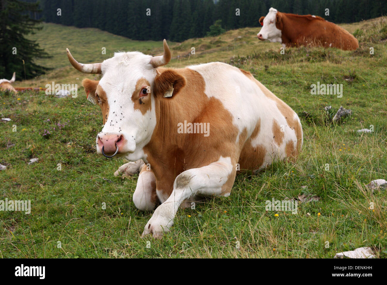 Alpine cow hi-res stock photography and images - Alamy