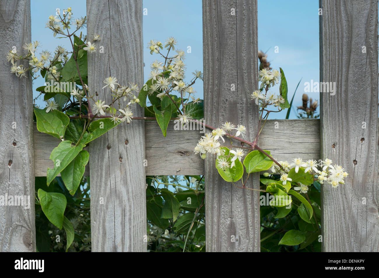 Wild clematis, clematis vitalba, scrambling over a picket hedge Stock ...