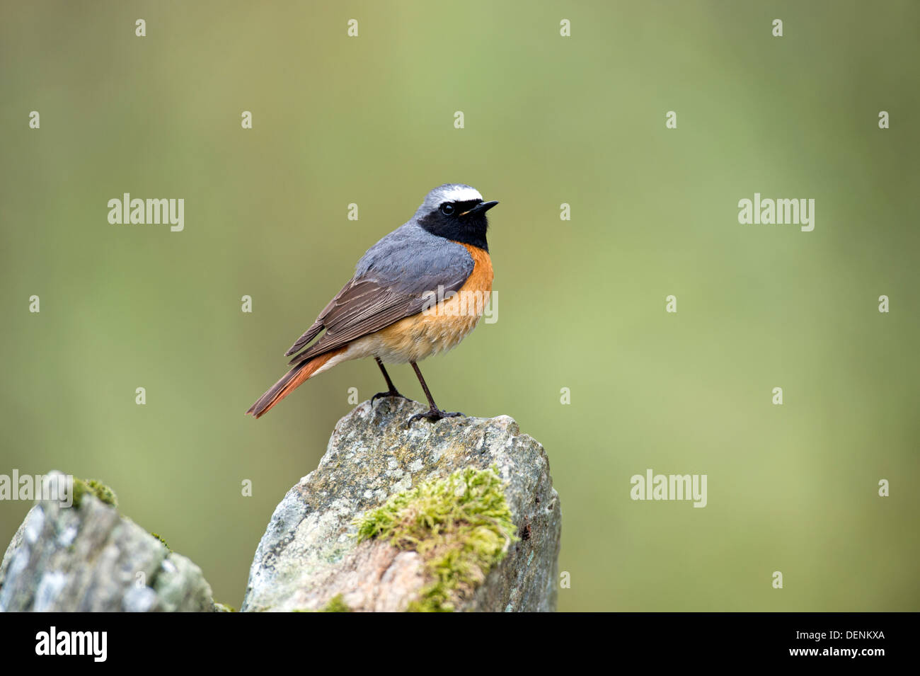 Common redstart (Phoenicurus phoenicurus) - male, UK Stock Photo - Alamy