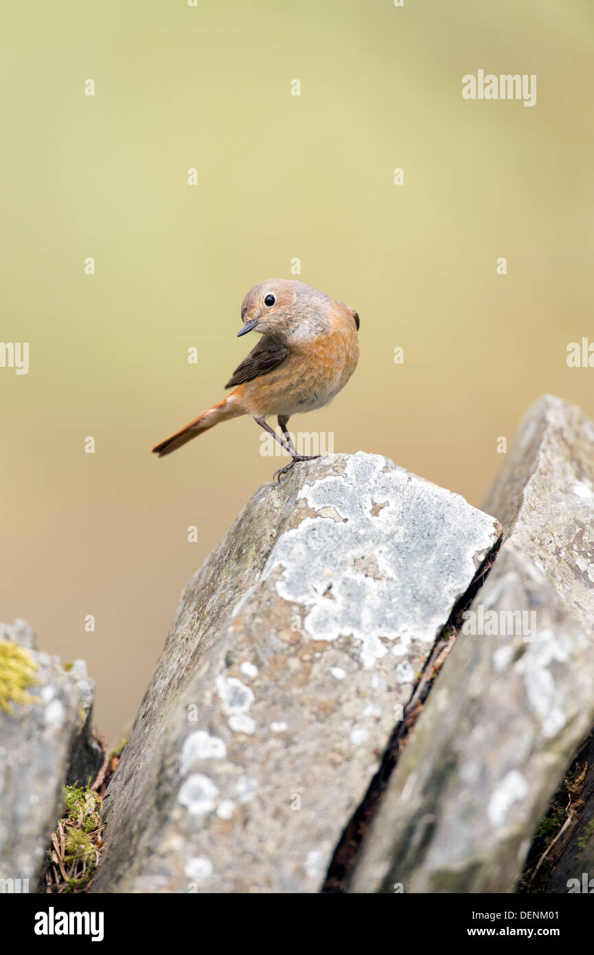 Common redstart (Phoenicurus phoenicurus) - female, UK Stock Photo - Alamy