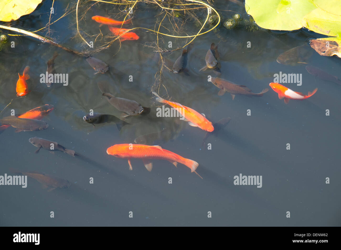 Goldfish in a garden pond Stock Photo - Alamy