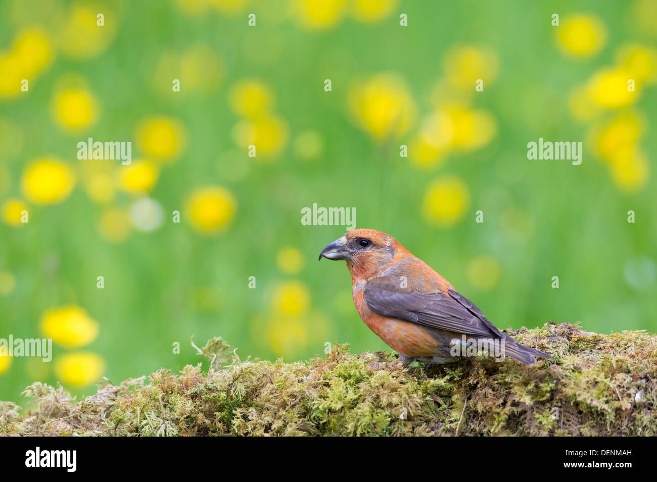 Scottish crossbill hi-res stock photography and images - Alamy
